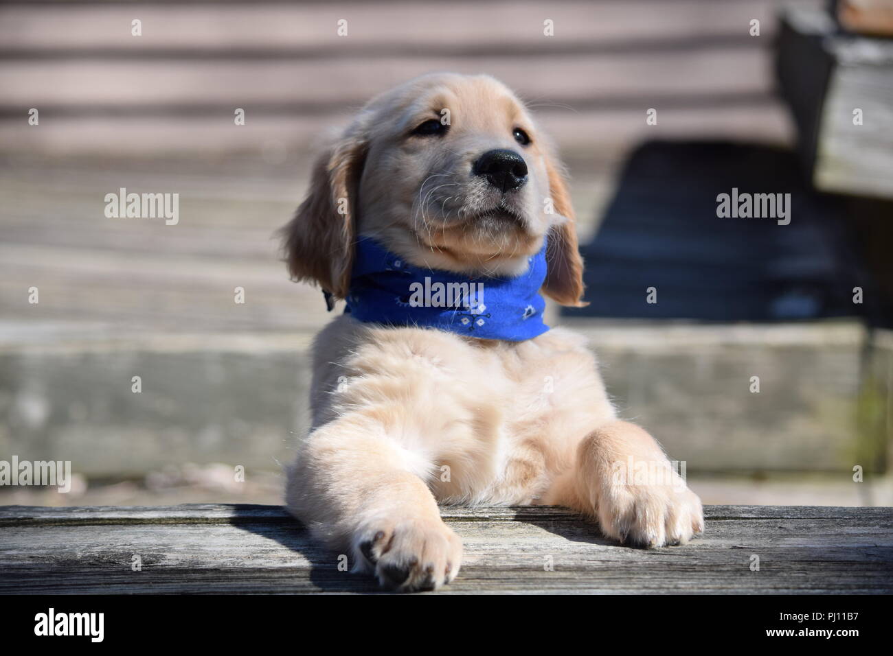 Cucciolo con bandana blu immagini e fotografie stock ad alta ...