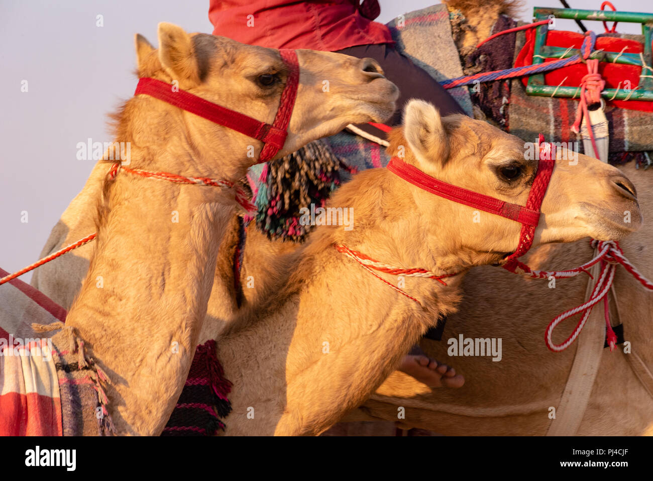 Arabo a cavallo di un cammello nel deserto immagini e fotografie stock ...