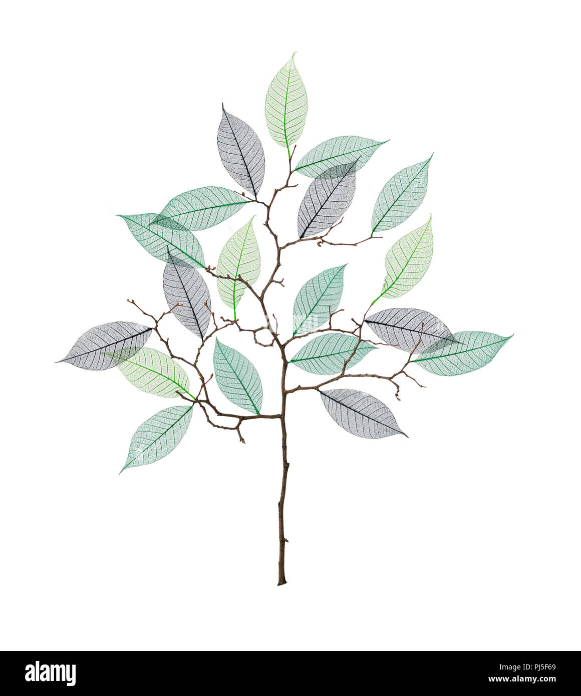 Scheletro stilizzato immagini e fotografie stock ad alta risoluzione ...