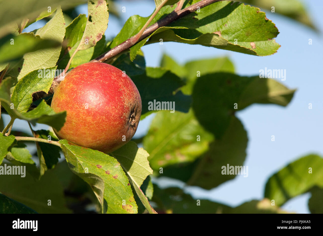 Malus communis immagini e fotografie stock ad alta risoluzione - Alamy