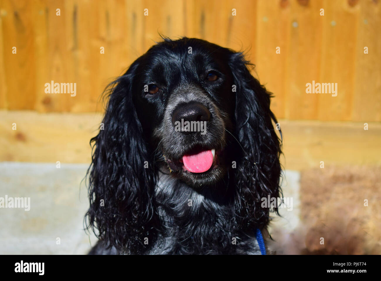 Roano blu immagini e fotografie stock ad alta risoluzione - Alamy