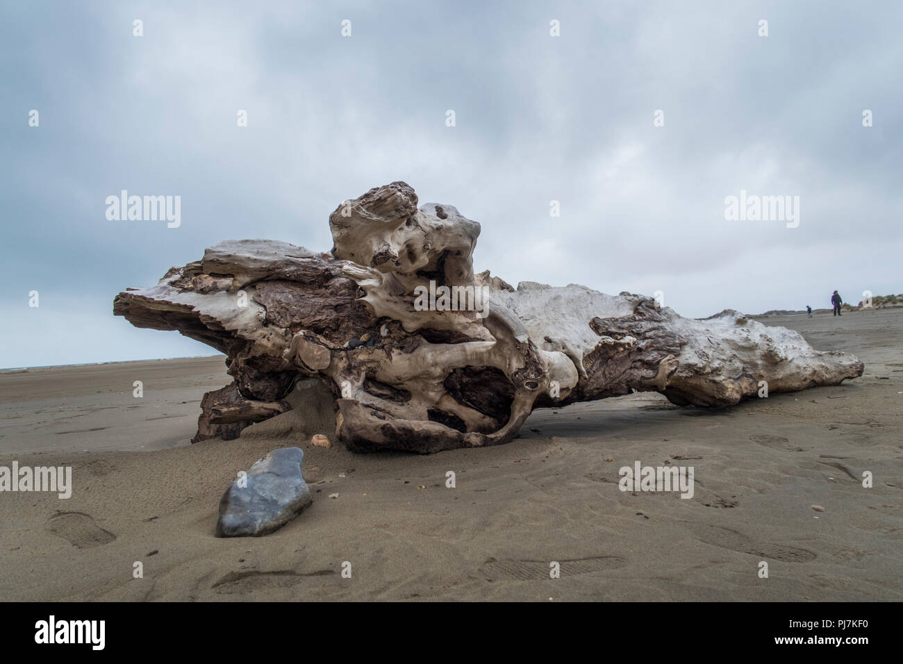 Legno spiaggiato immagini e fotografie stock ad alta risoluzione - Alamy