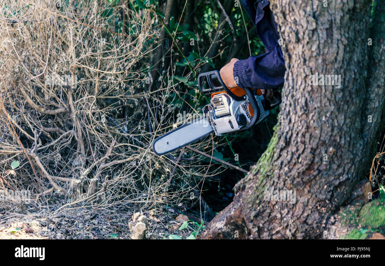 Legname tagli immagini e fotografie stock ad alta risoluzione - Alamy
