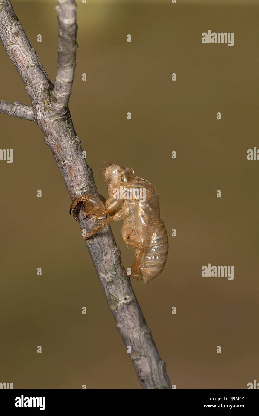 Cicala esuvia immagini e fotografie stock ad alta risoluzione - Alamy