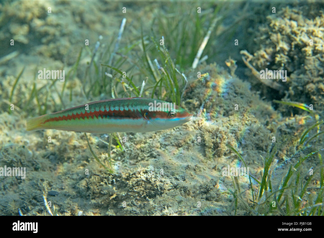 Mediterranean rainbow wrasse coris julis immagini e fotografie stock ad ...