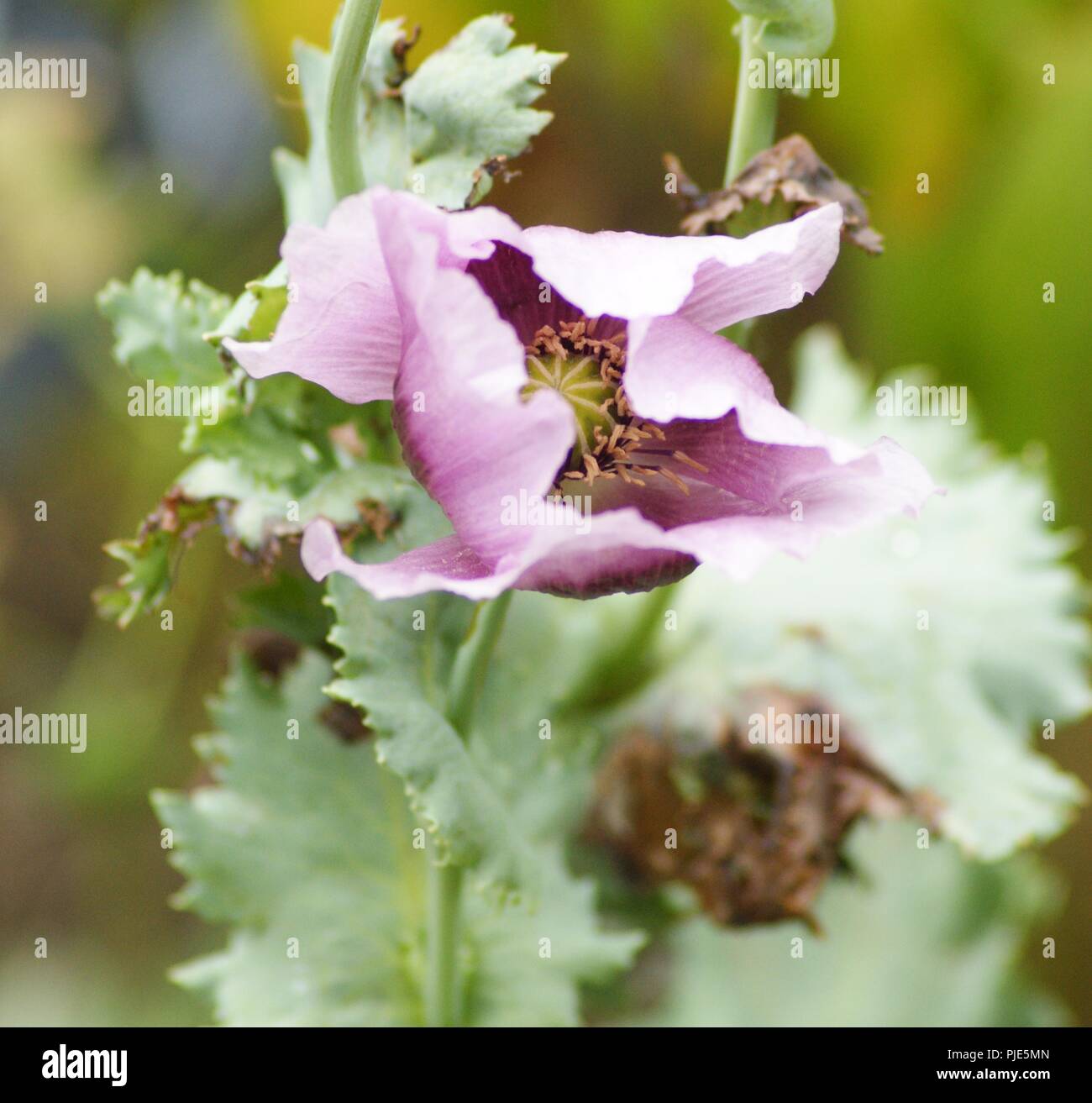 Flor de amapola rosa immagini e fotografie stock ad alta risoluzione ...