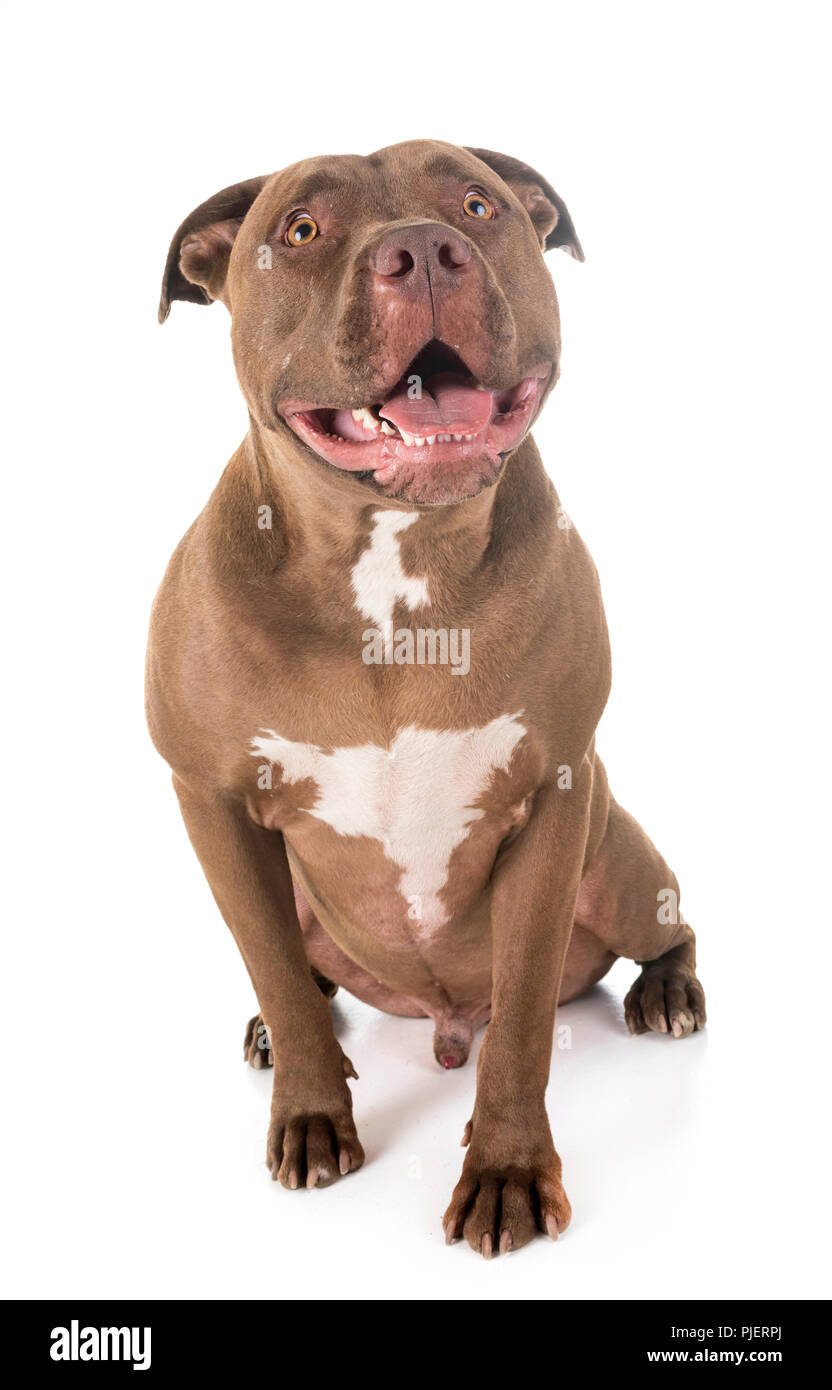 Red nose pitbull immagini e fotografie stock ad alta risoluzione - Alamy