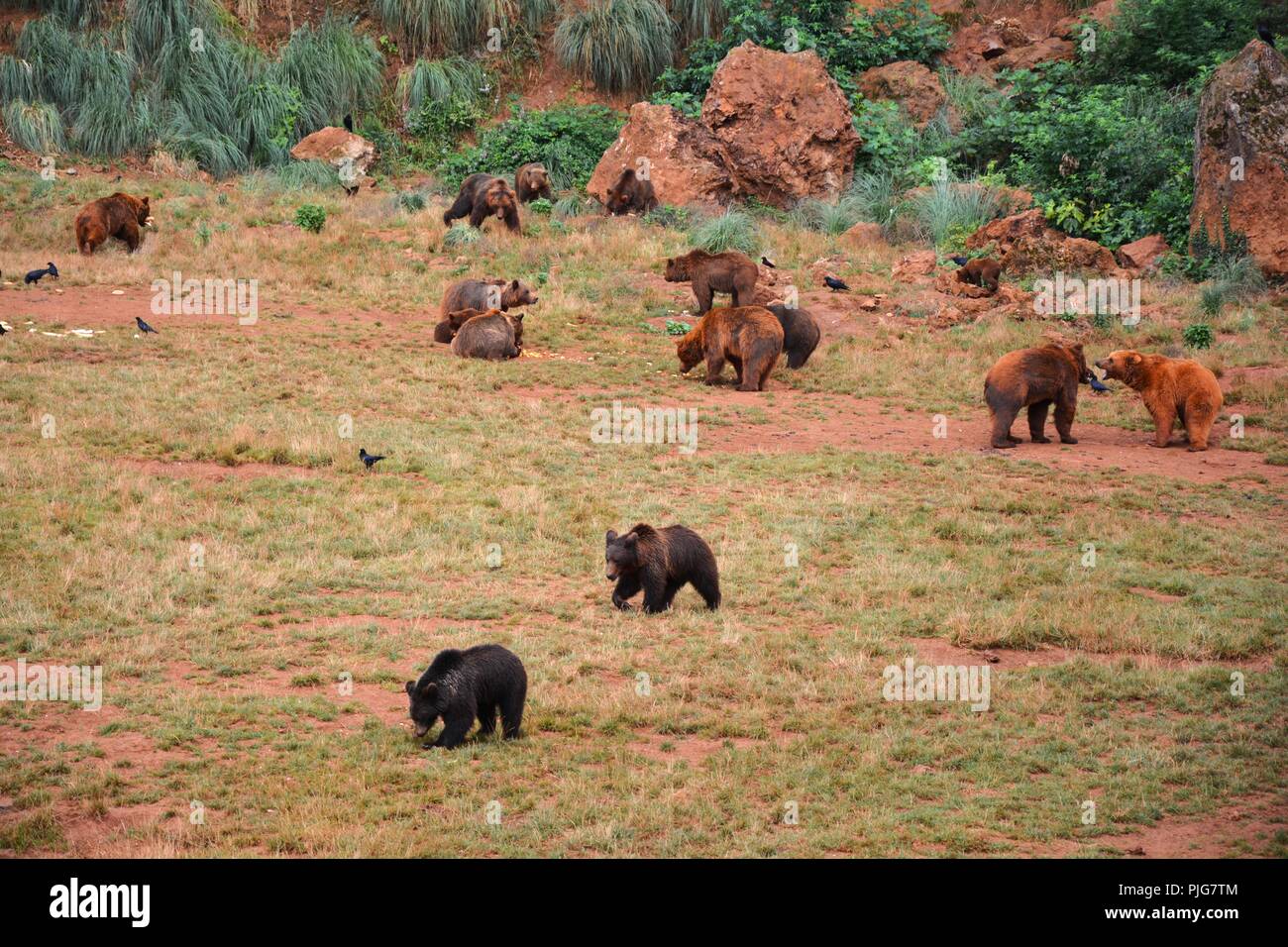 Mol gruppo immagini e fotografie stock ad alta risoluzione - Alamy
