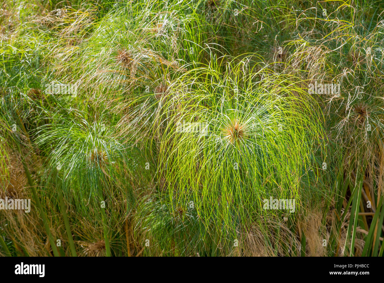 Una pianta di papiro immagini e fotografie stock ad alta risoluzione ...