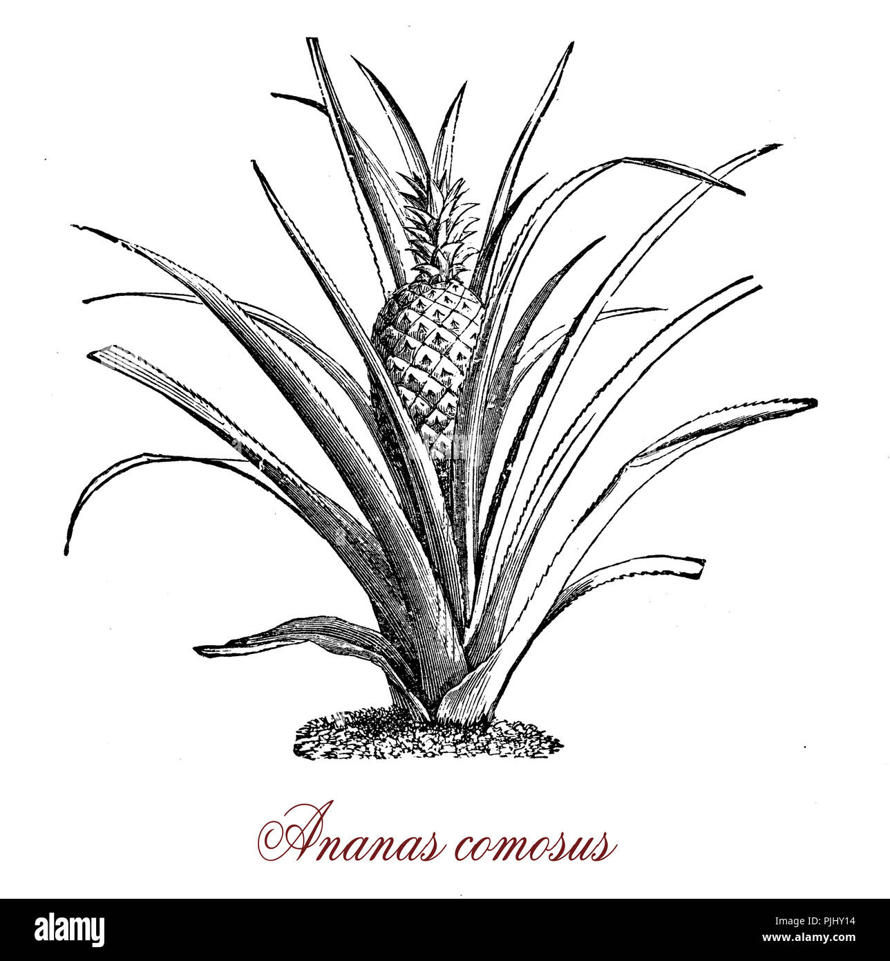 Conserva di ananas immagini e fotografie stock ad alta risoluzione - Alamy