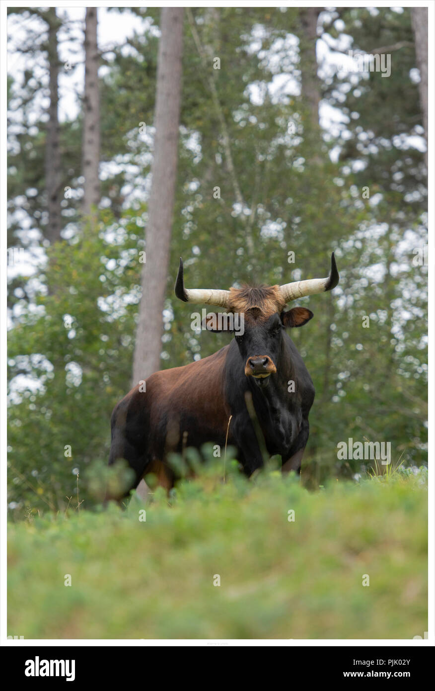 Aurochs domestic cattle bos taurus immagini e fotografie stock ad alta ...