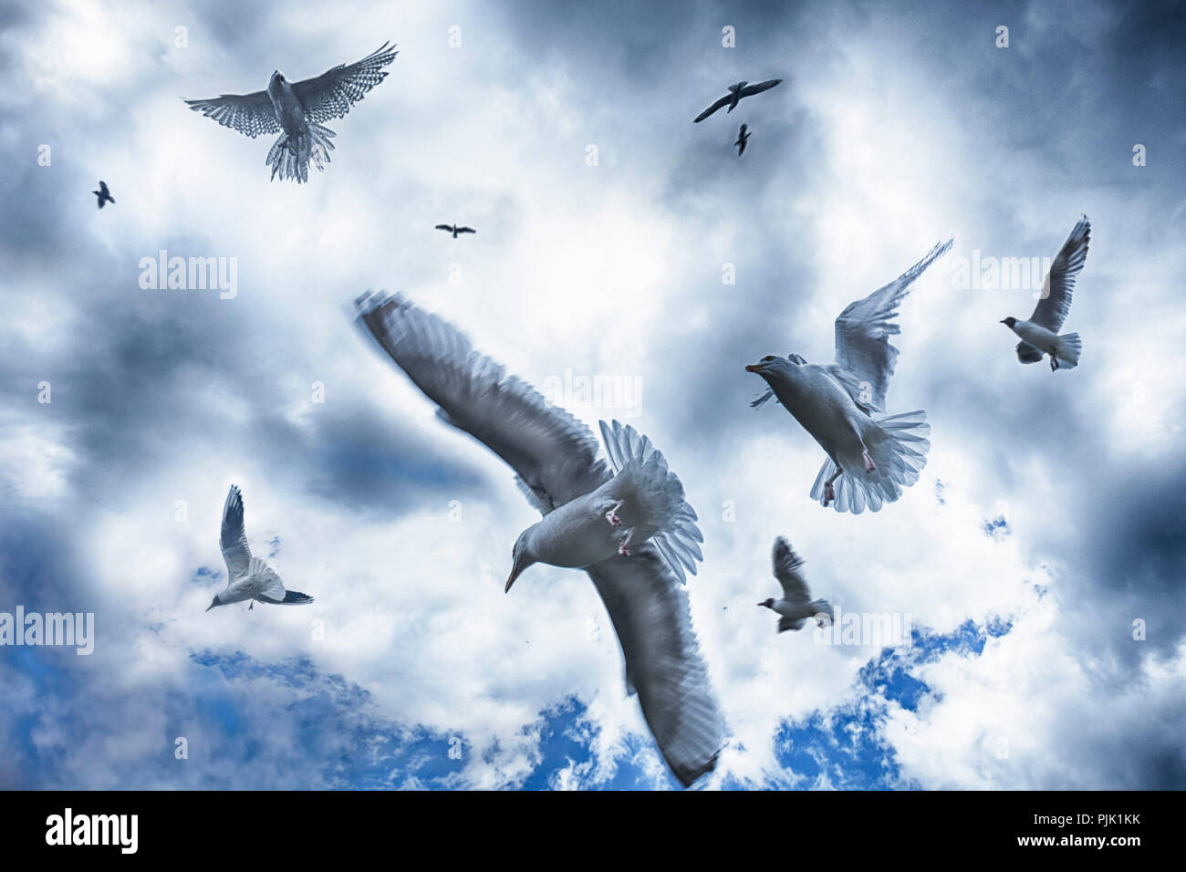 Gabbiani del cielo immagini e fotografie stock ad alta risoluzione - Alamy