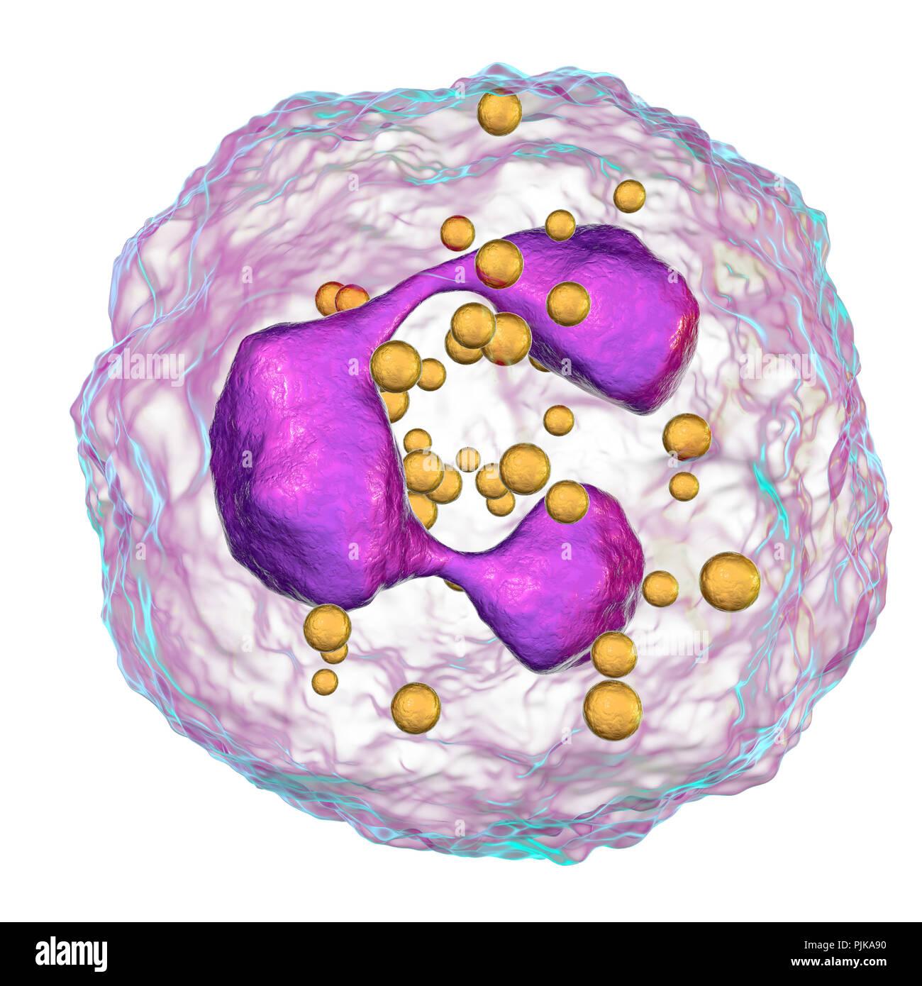 I neutrofili di cellule bianche del sangue, illustrazione del computer ...