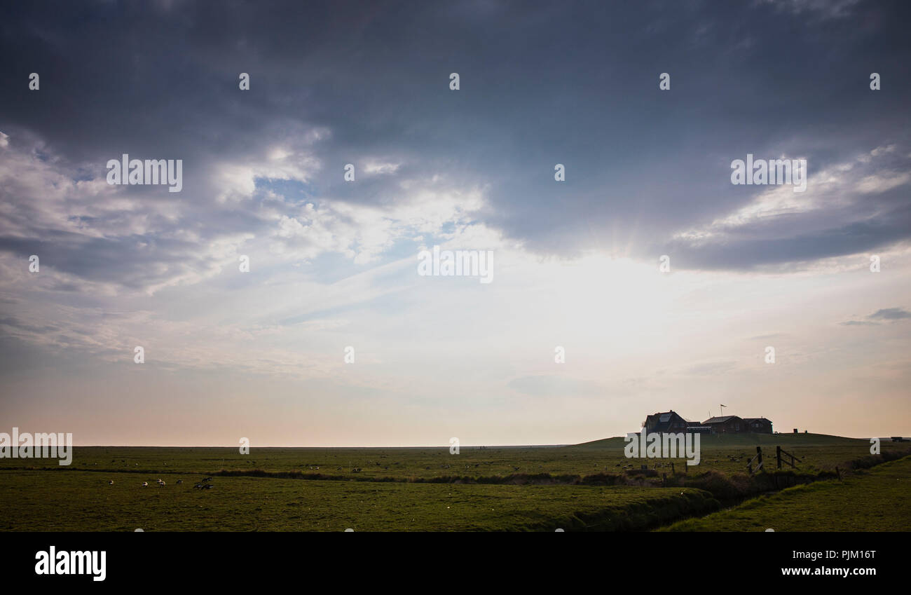Terp in serata immagini e fotografie stock ad alta risoluzione - Alamy