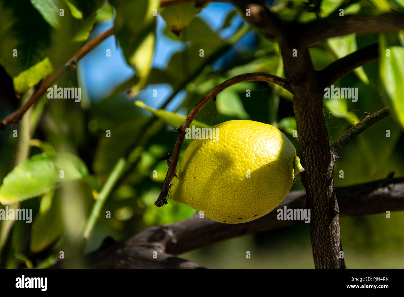 Limone albero eureka limoni in crescita immagini e fotografie stock ad ...