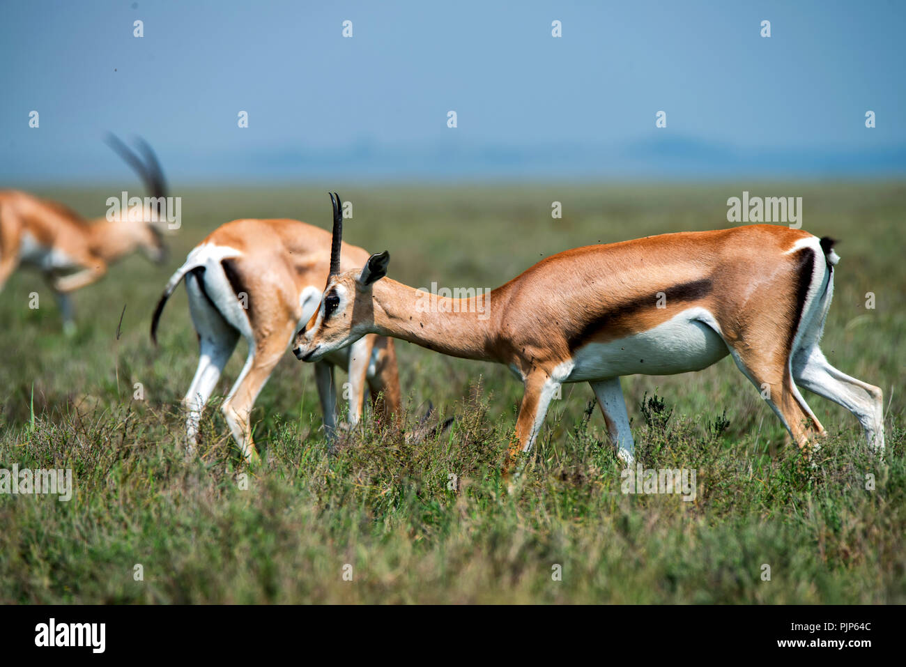 Gazzella dei thompson in tanzania immagini e fotografie stock ad alta ...