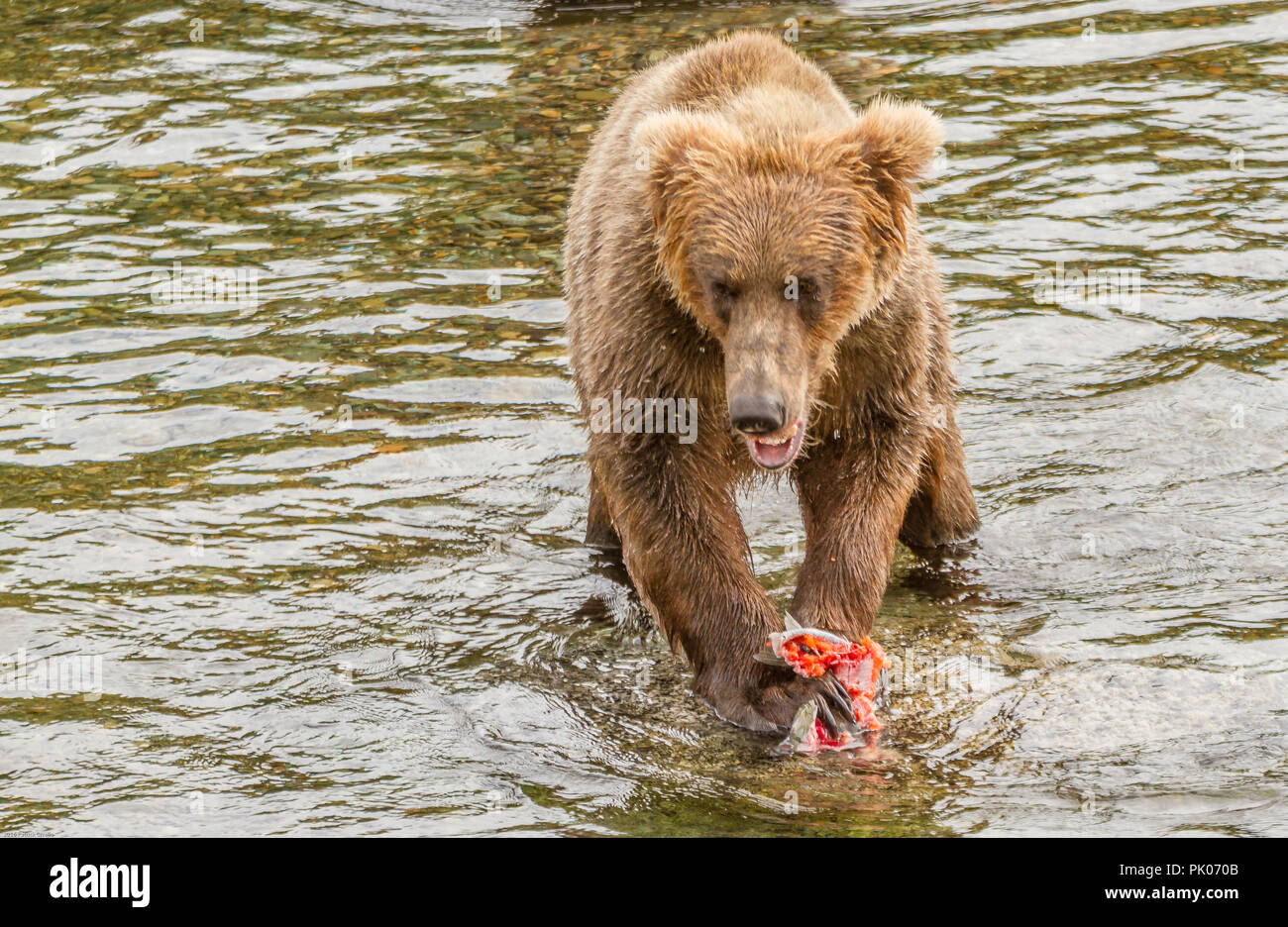 Angry grizzly bear immagini e fotografie stock ad alta risoluzione - Alamy