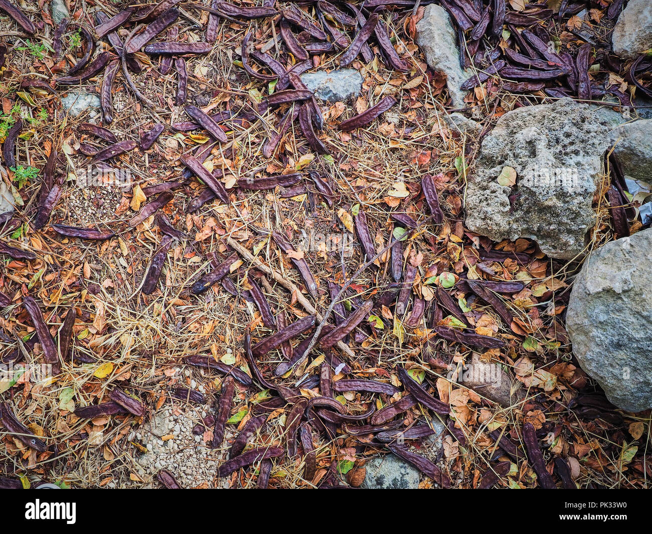 Carruba nera immagini e fotografie stock ad alta risoluzione - Alamy