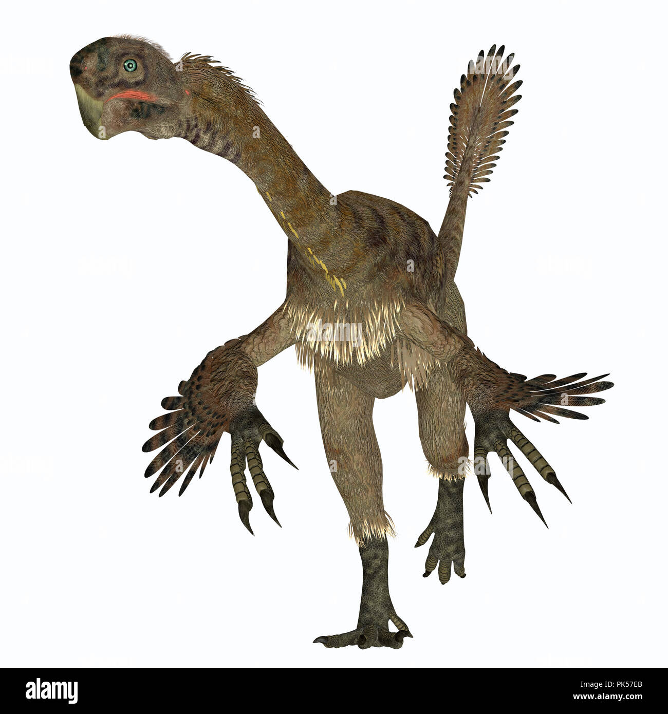 Citipati dinosauro femmina su bianco - Citipati era un carnivoro ...