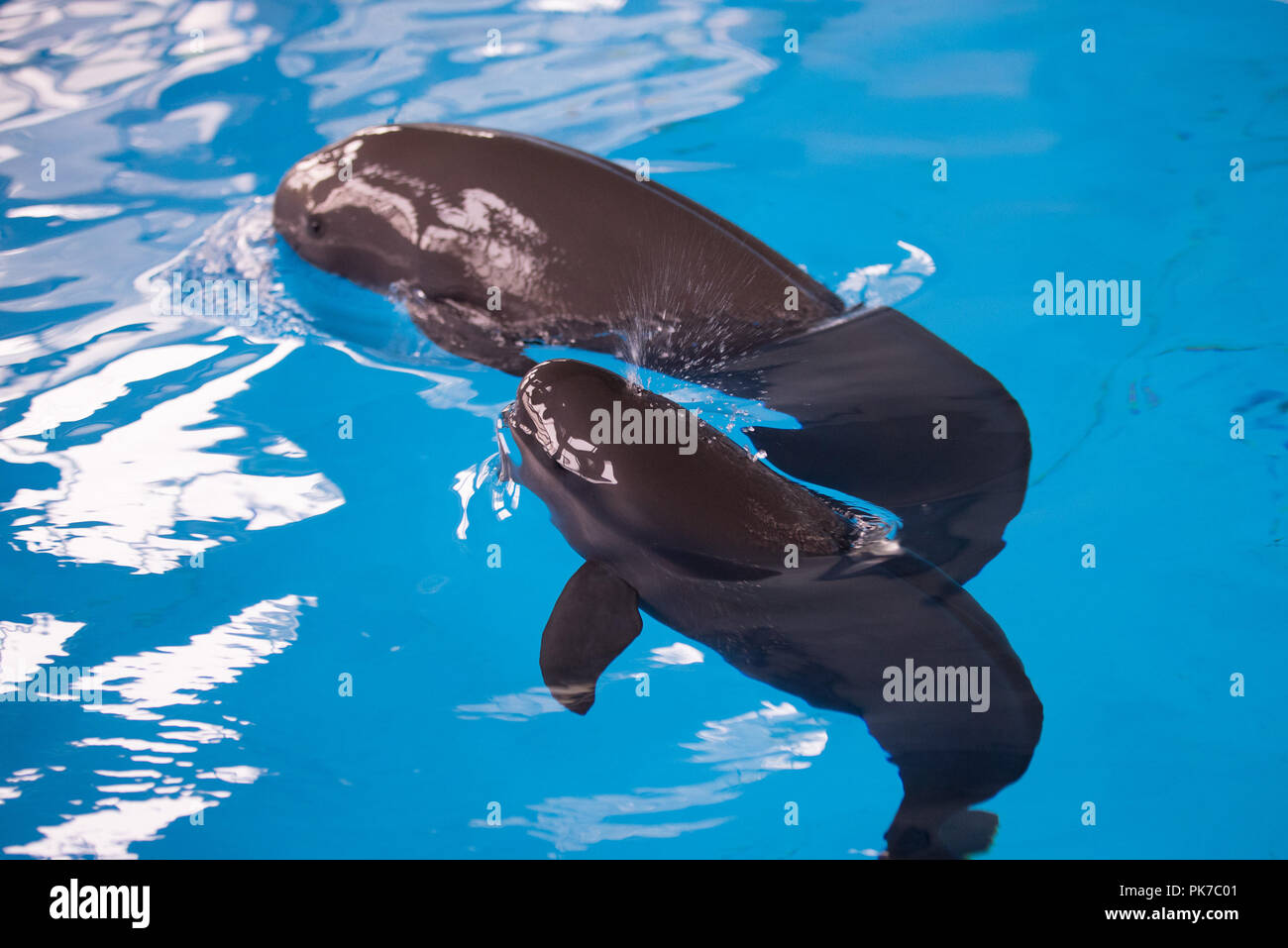 Allevamento di focene 10 immagini e fotografie stock ad alta ...
