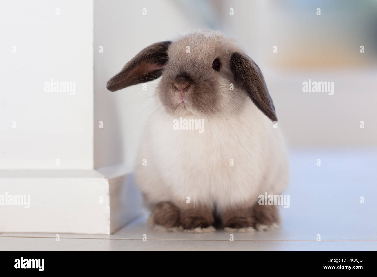 Mini lop immagini e fotografie stock ad alta risoluzione - Alamy