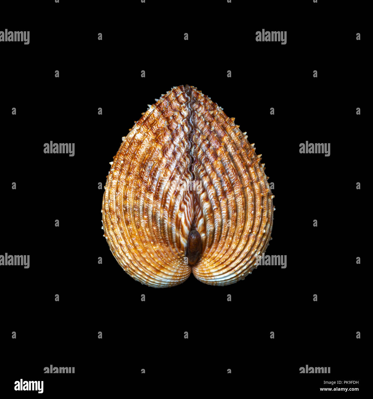 Mollusco bivalve marino immagini e fotografie stock ad alta risoluzione ...