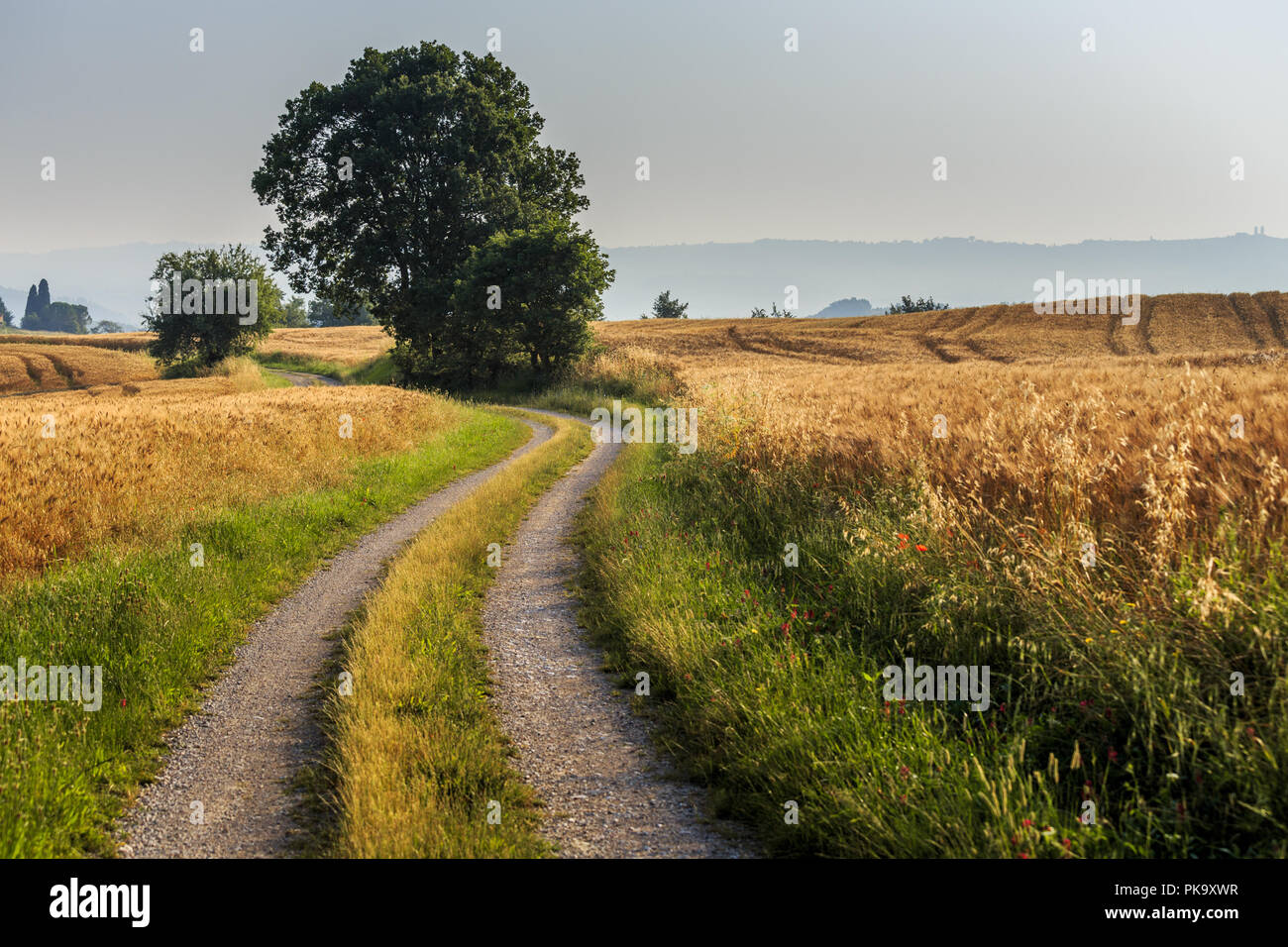 Strade di campagna tra i campi di segale in Toscana. L'estate. L'Italia ...
