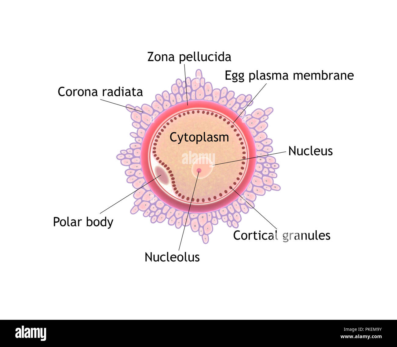 Cellula riproduttiva maschile immagini e fotografie stock ad alta ...