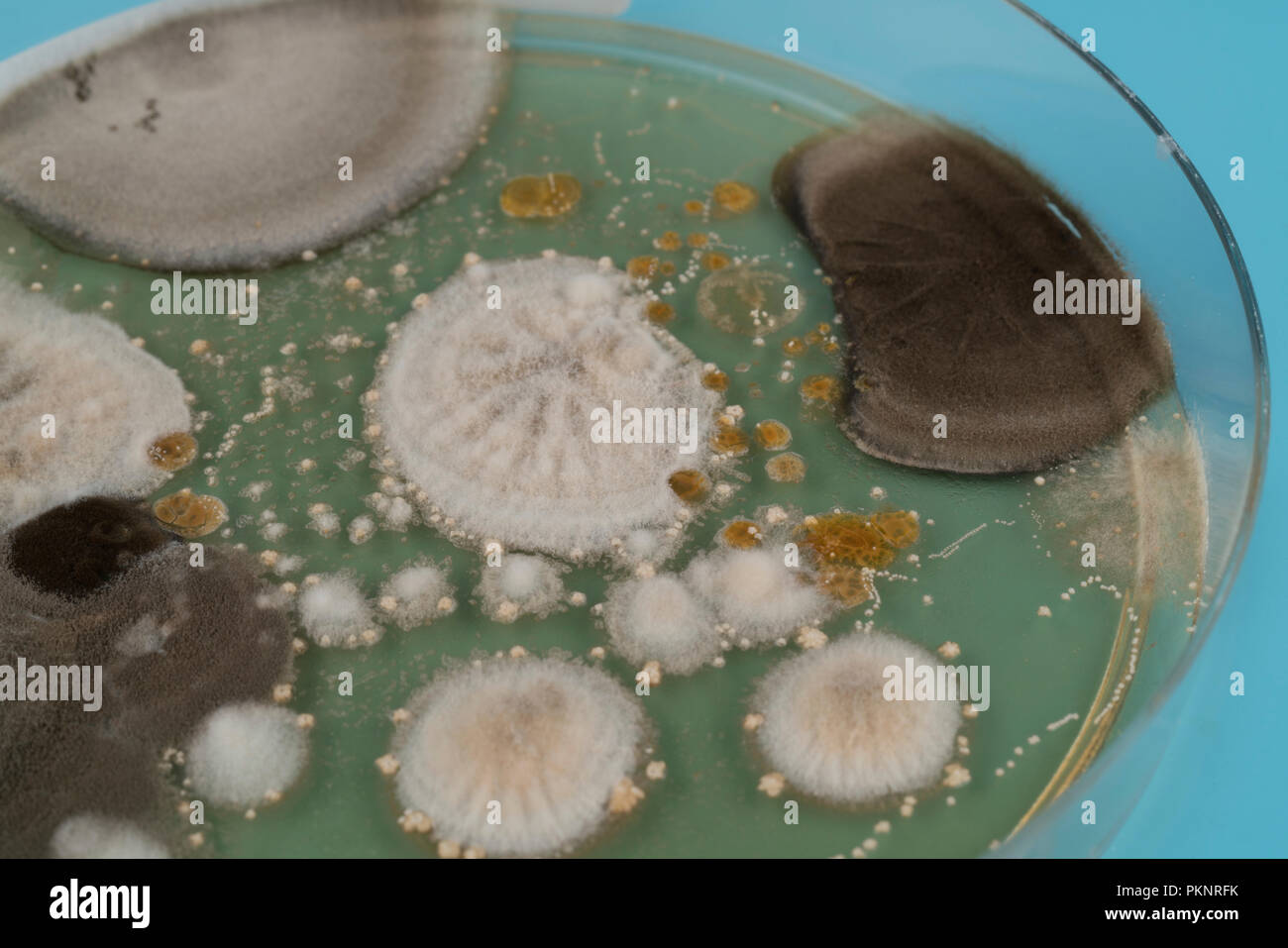 Cellula microbica immagini e fotografie stock ad alta risoluzione ...