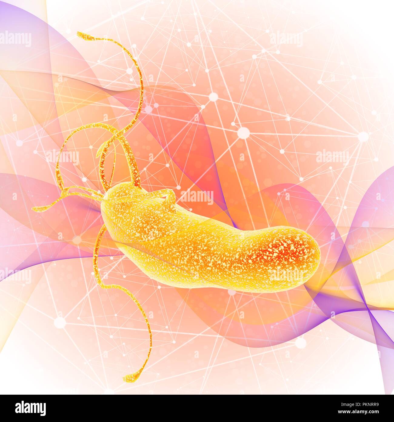 Campylobacter pylori immagini e fotografie stock ad alta risoluzione ...
