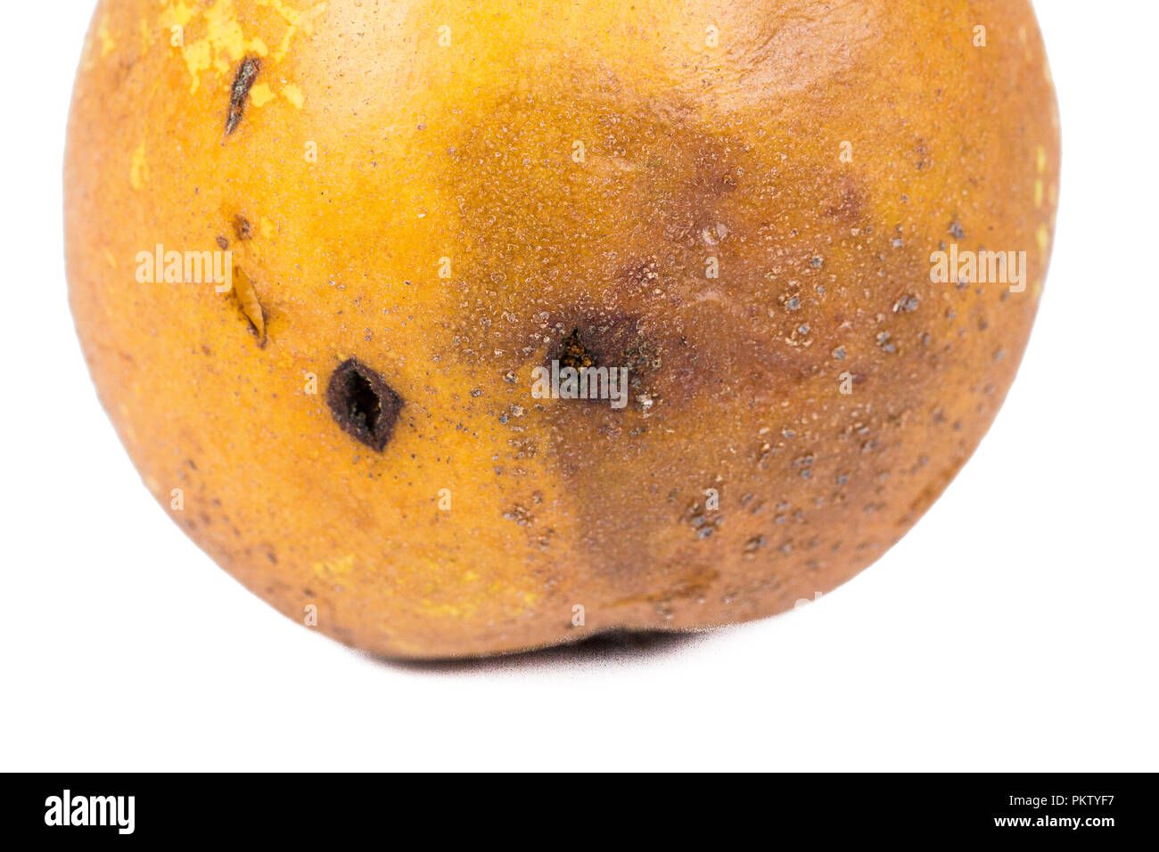 Monilia fructigena immagini e fotografie stock ad alta risoluzione - Alamy