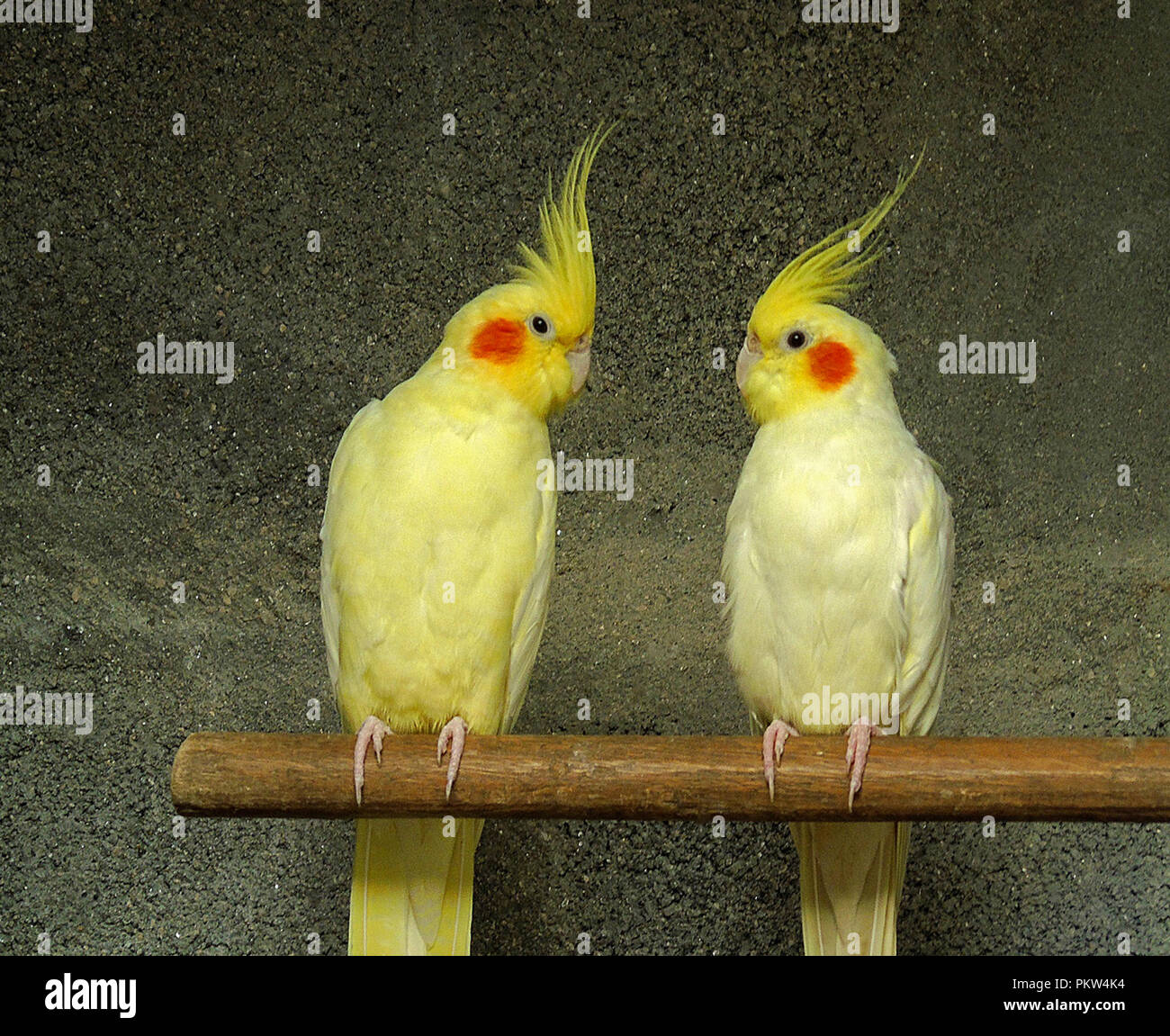 Piume di cacatua degli uccelli immagini e fotografie stock ad alta ...