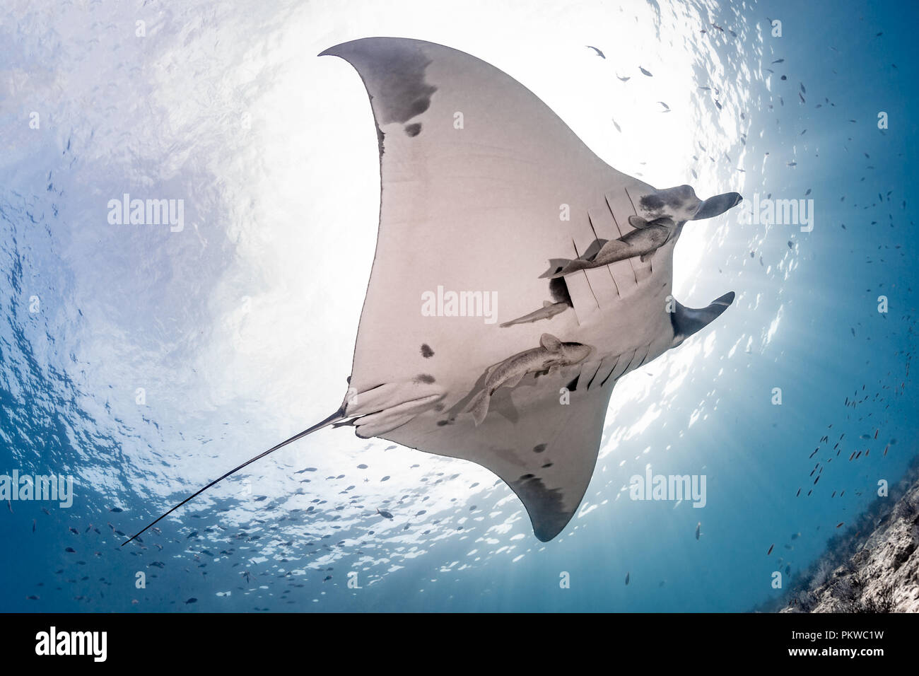 Manta gigante del pacifico immagini e fotografie stock ad alta ...