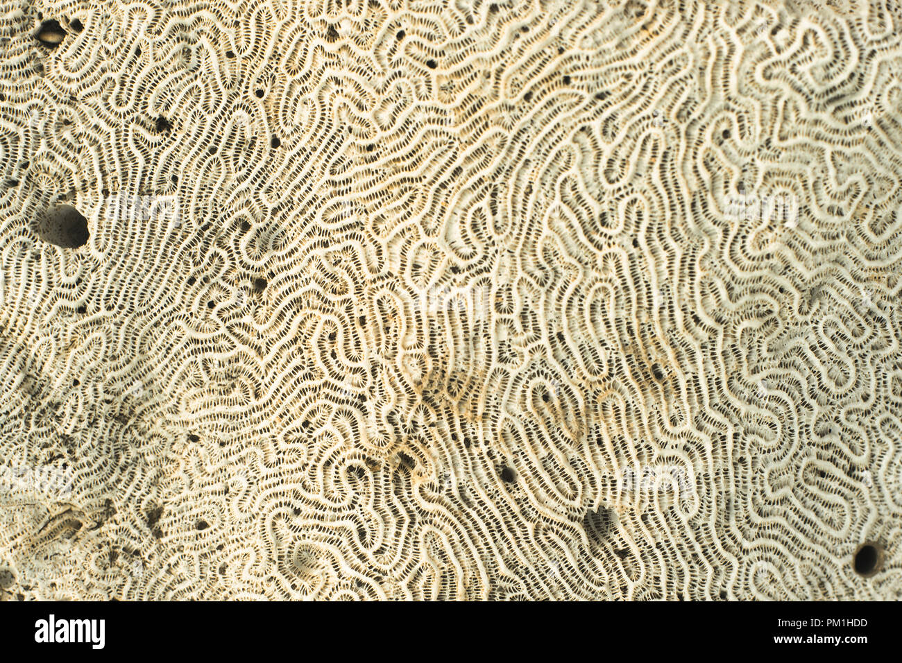 Estratto di corallo immagini e fotografie stock ad alta risoluzione - Alamy
