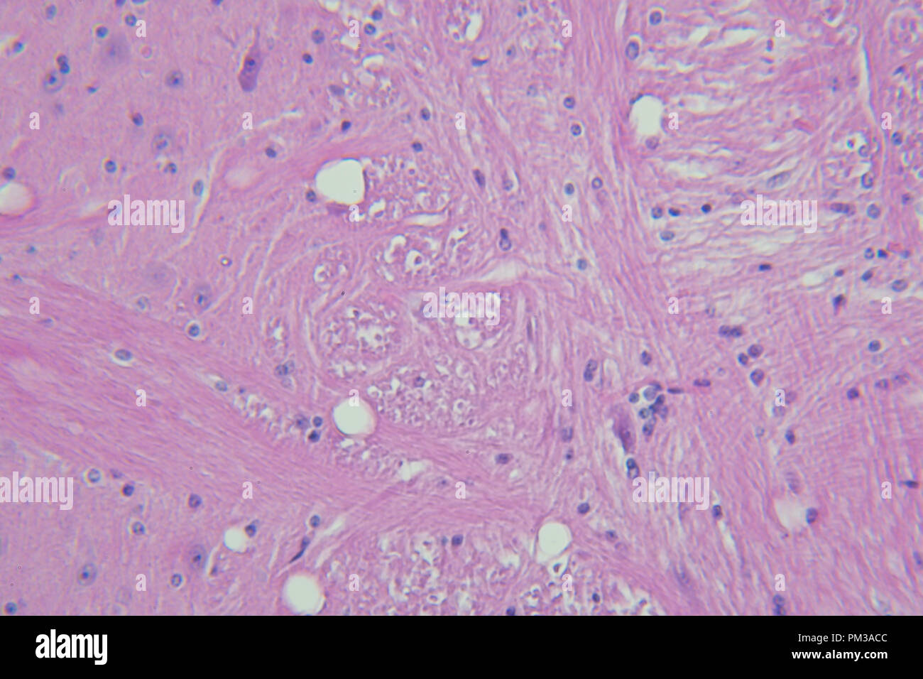 Le cellule al microscopio Foto stock - Alamy