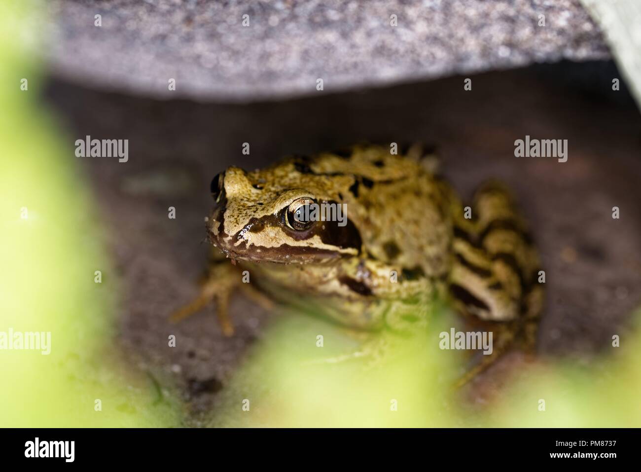 Gambe di rana immagini e fotografie stock ad alta risoluzione - Alamy