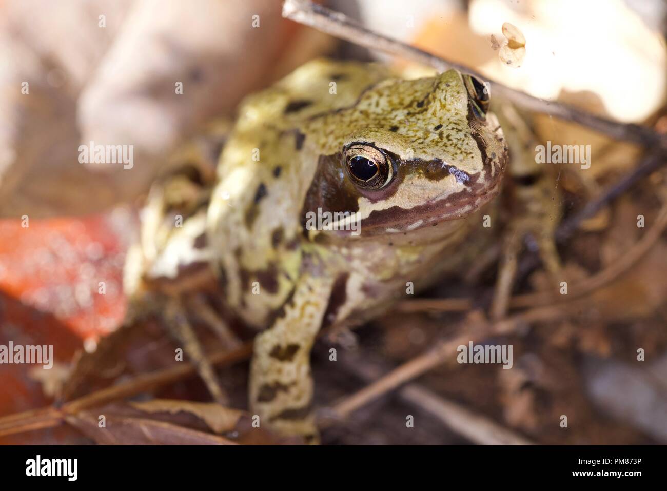 Gambe di rana immagini e fotografie stock ad alta risoluzione - Alamy