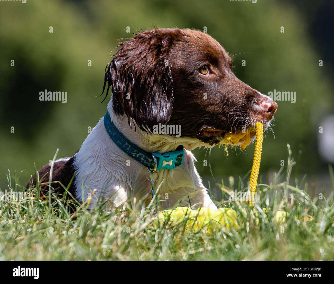 Cucciolo di cane springer spaniel immagini e fotografie stock ad alta ...