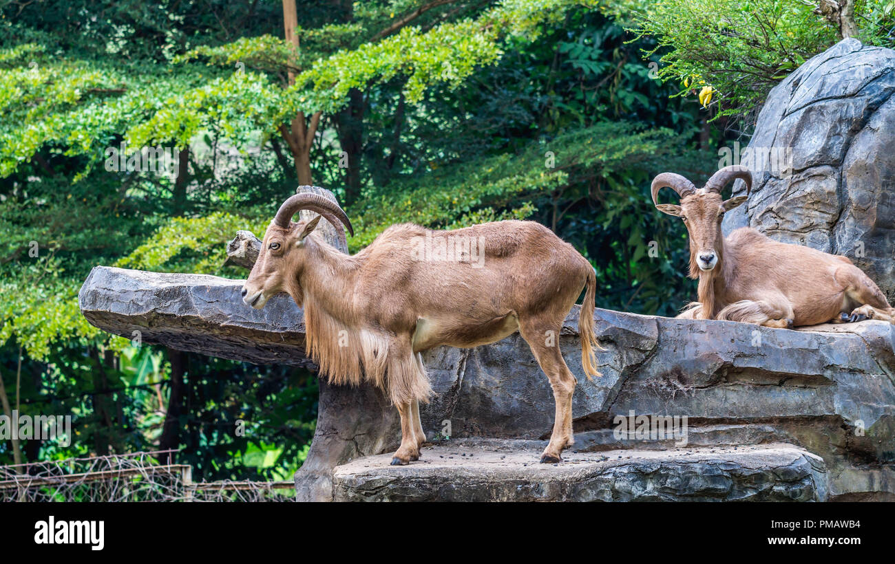 Capra nella giungla immagini e fotografie stock ad alta risoluzione - Alamy