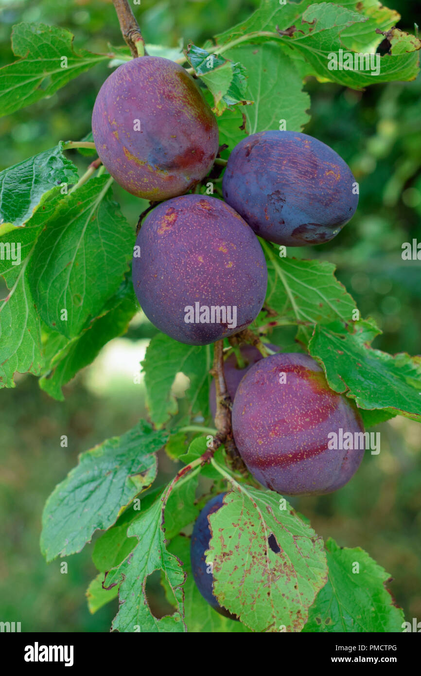 Piantina di prunus domestica marjories immagini e fotografie stock ad ...