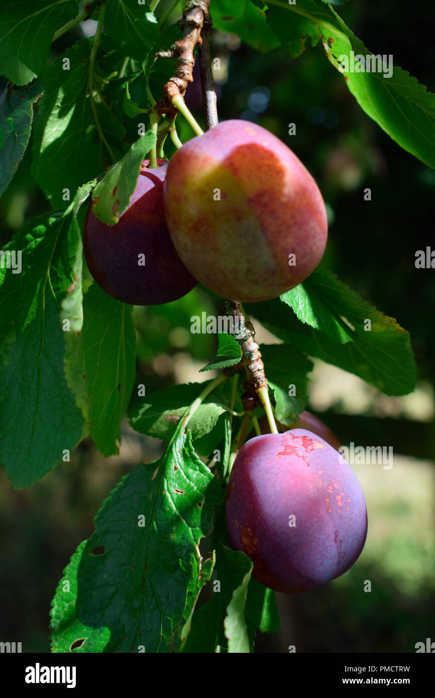 Piantina di prunus domestica marjories immagini e fotografie stock ad ...
