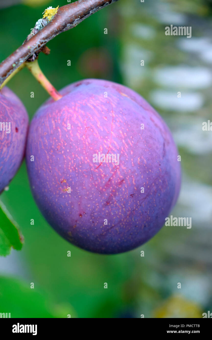 Piantina di prunus domestica marjories immagini e fotografie stock ad ...