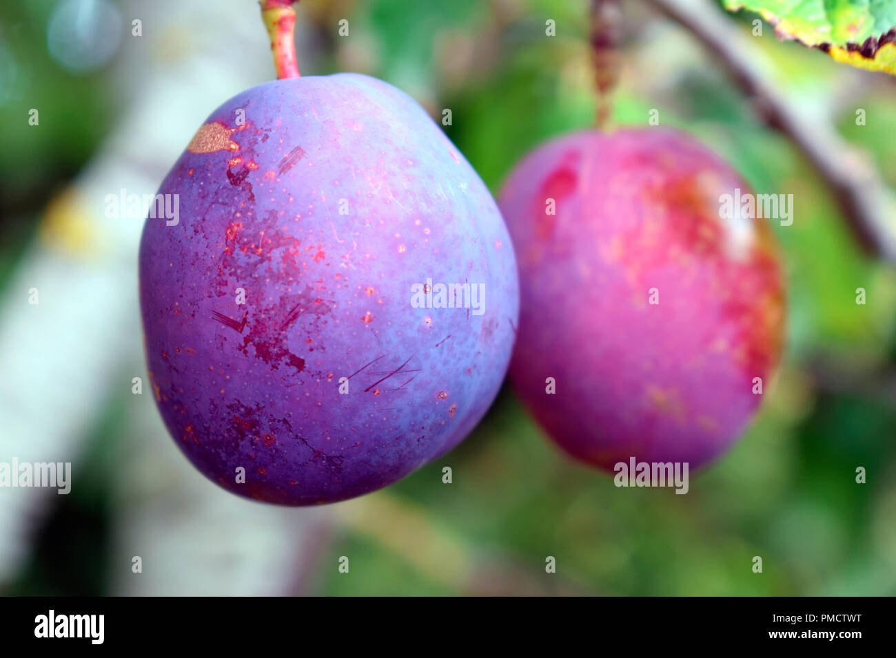 Piantina di prunus domestica marjories immagini e fotografie stock ad ...