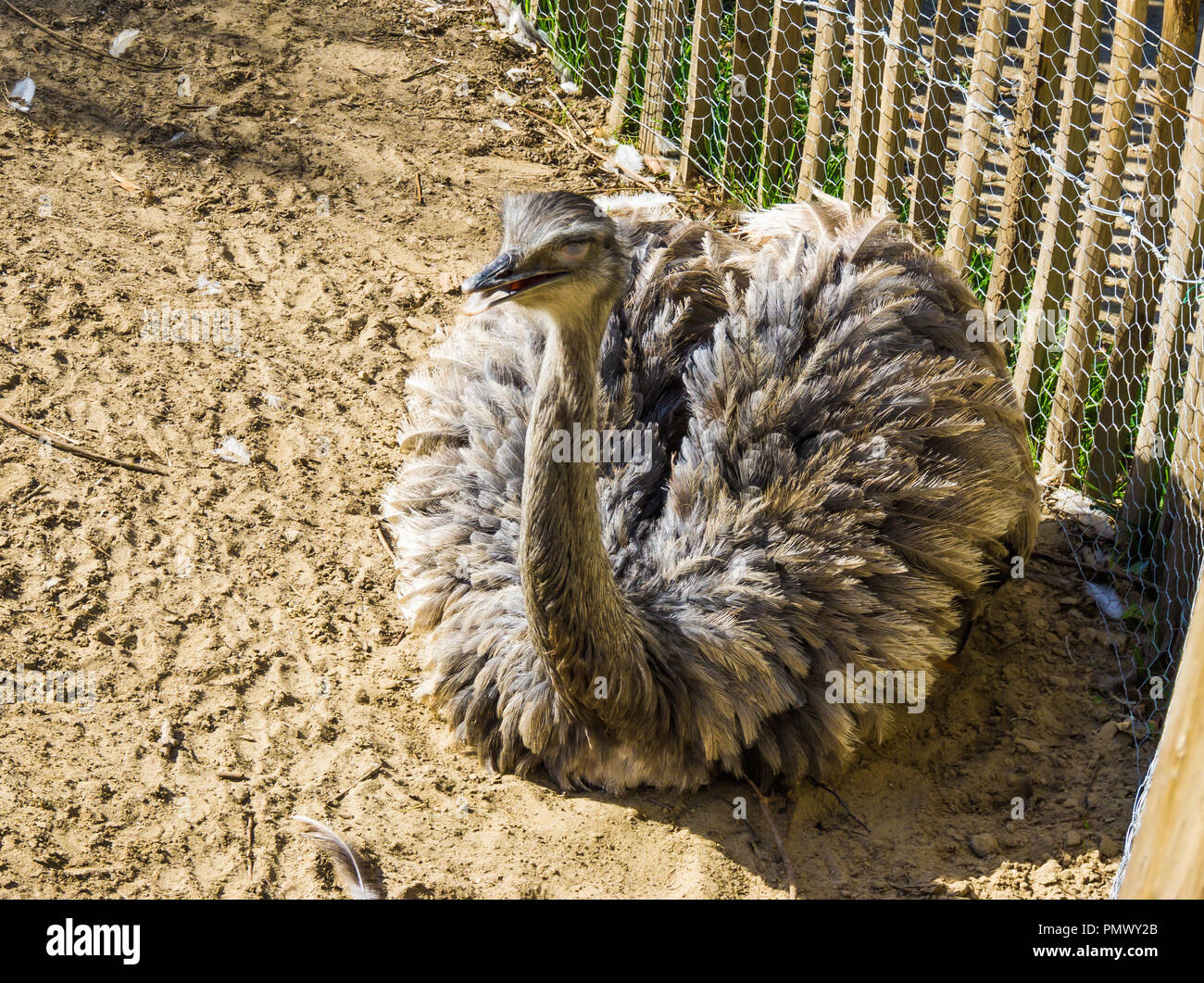 Struzzi divertenti immagini e fotografie stock ad alta risoluzione - Alamy
