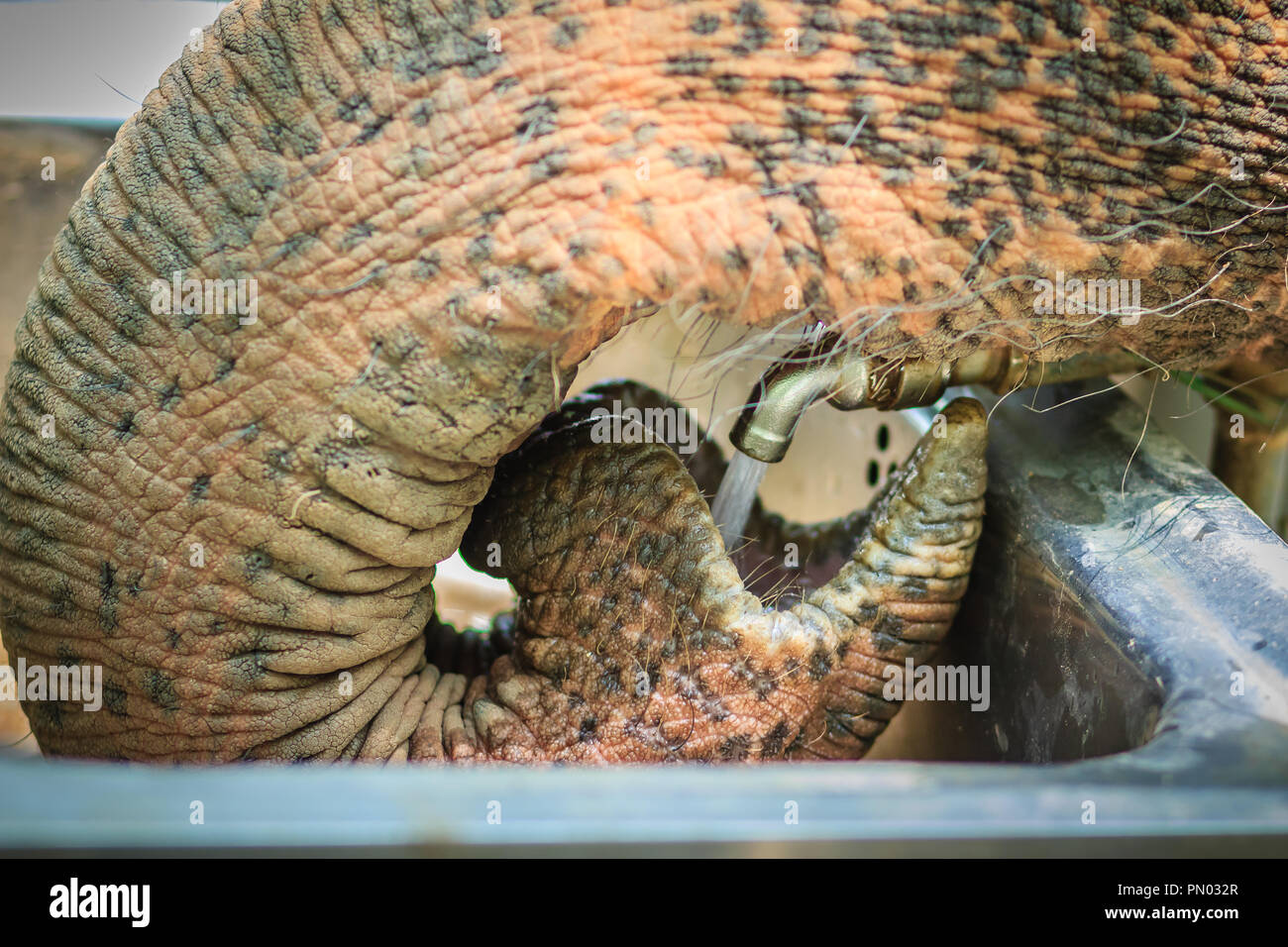 Elefante albino immagini e fotografie stock ad alta risoluzione - Alamy