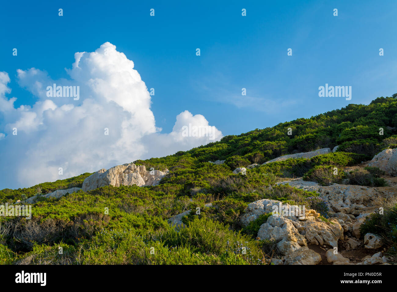 Macchia mediterranea immagini e fotografie stock ad alta risoluzione ...