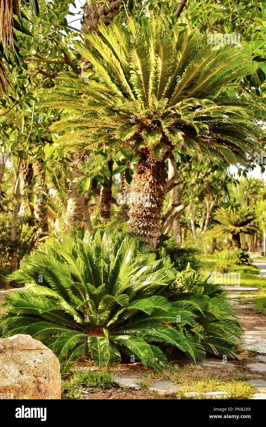 Flora preistorica cycas immagini e fotografie stock ad alta risoluzione ...