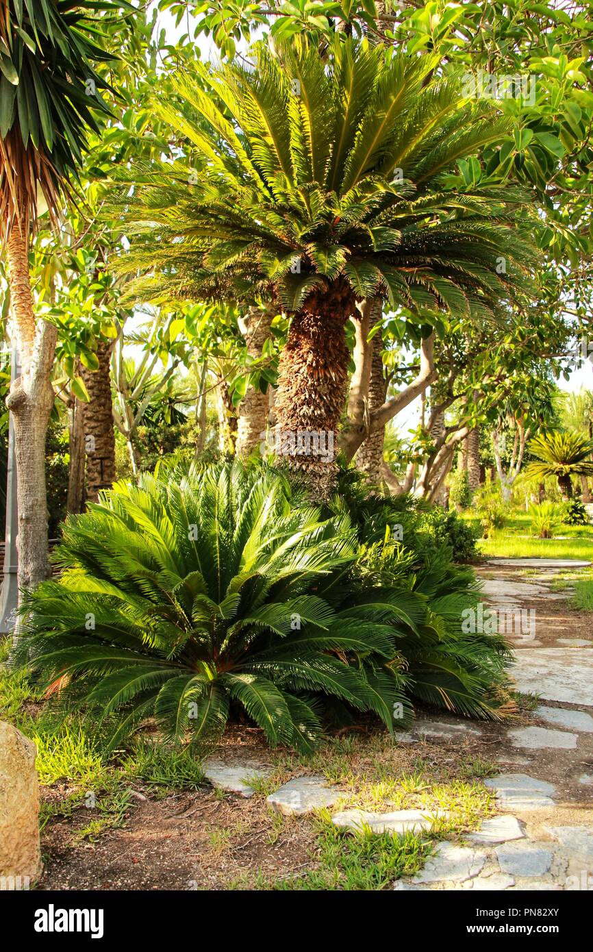 Flora preistorica cycas immagini e fotografie stock ad alta risoluzione ...