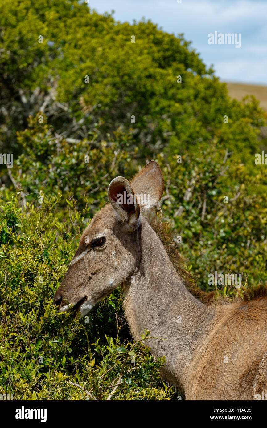 Immagini di animali selvatici immagini e fotografie stock ad alta ...