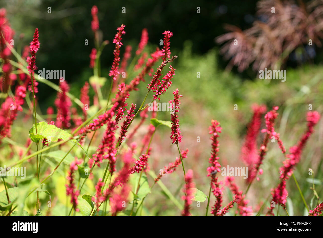 Confine del giardino di persicaria immagini e fotografie stock ad alta ...
